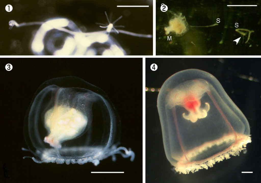 Mysterious Jellyfish with Eternal Life | WHAT SCIENCE HAS FORGOTTEN