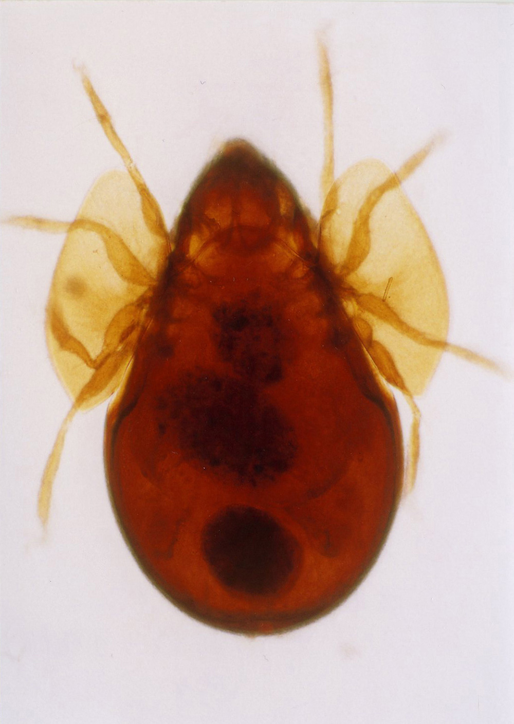 What Mites Tell Us about the Richness of Nature | WHAT SCIENCE HAS ...